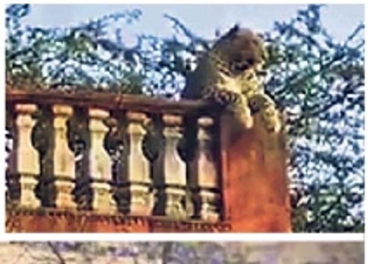 Barfi tried to hunt down, Rana kept watching from the watch tower ...