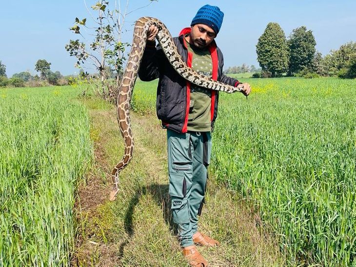 Python found in field behind government school | सरकारी स्कूल के पीछे ...