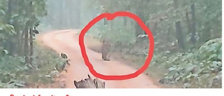 Tiger seen in shelter after three decades, hunted many animals | तीन ...