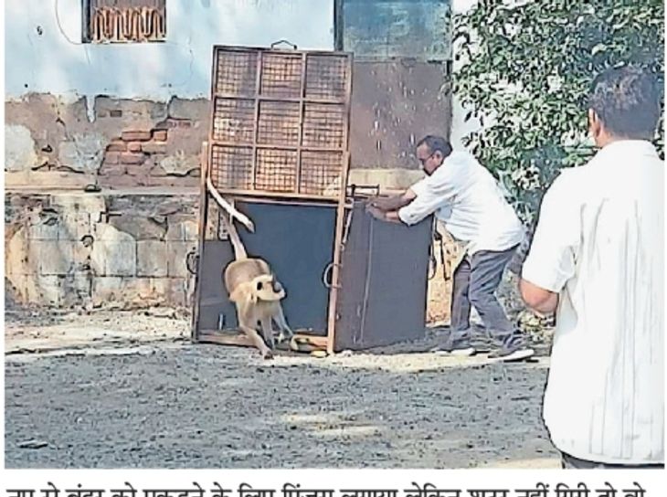 Monkey attacks children going to school, 3 injured, enters a hair salon ...