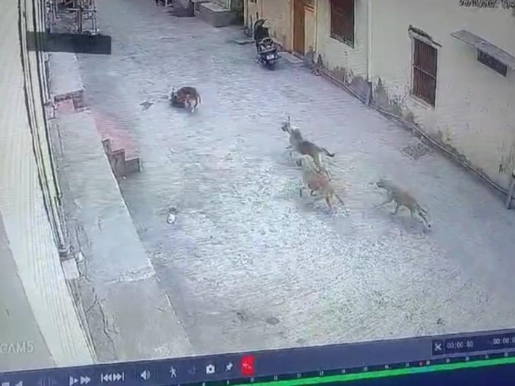 Rajasthan kota Street dog attacks monkey, CCTV, Station Dadwada