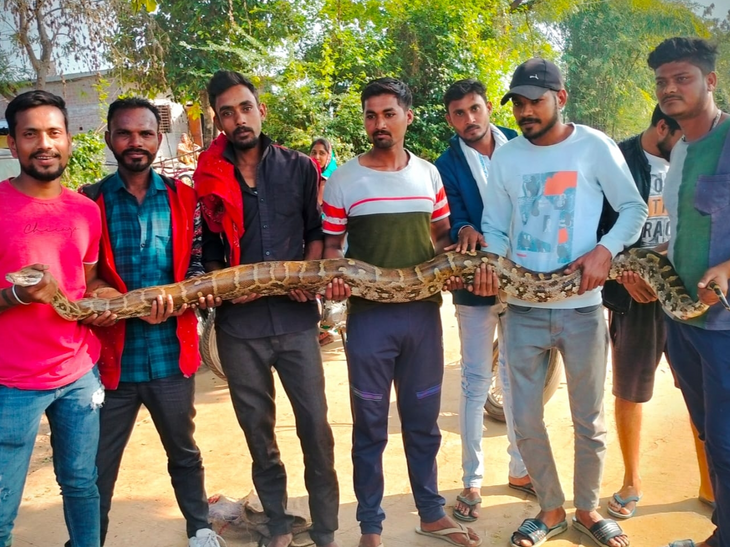 Rescue of 9 feet long python | 9 फीट लंबे अजगर का रेस्क्यू: सर्प ...