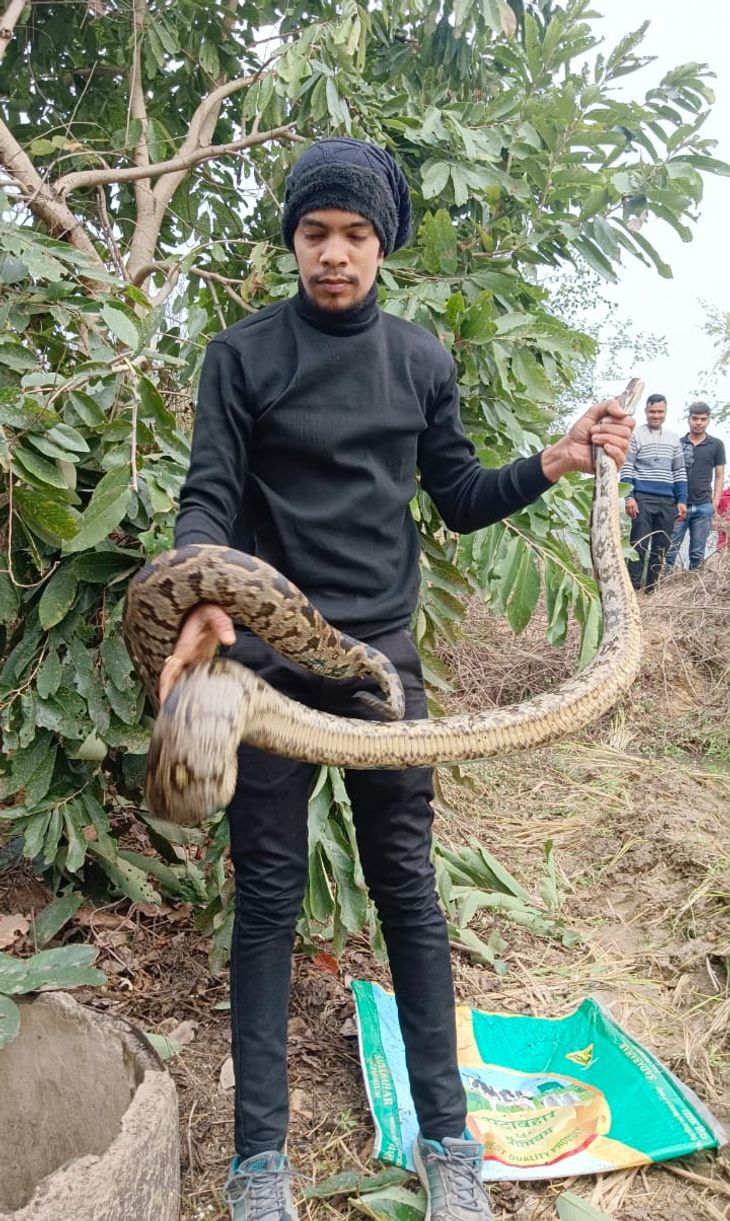 9 feet long python that fell in the pit of the farm house was rescued ...