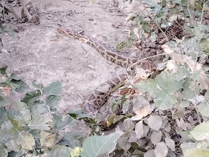 People fear after seeing python snake in Dubari | दुबारी में अजगर सांप ...