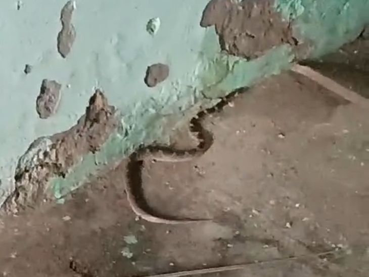 3 feet long snake found in primary school, VIDEO