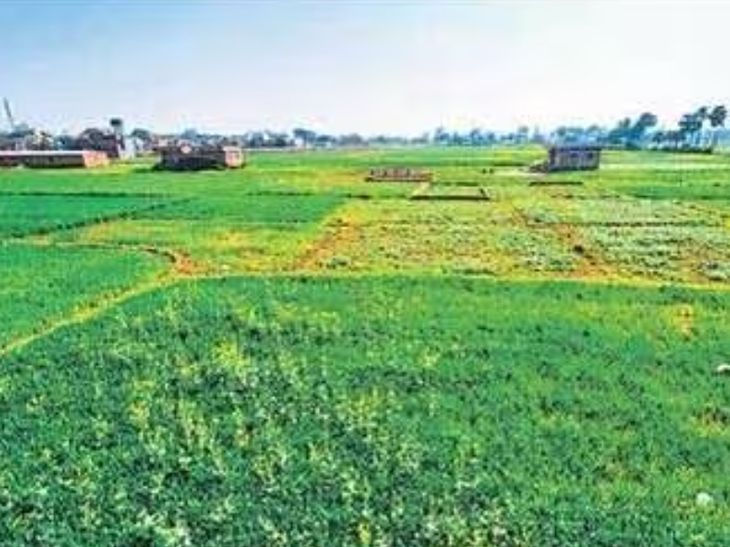 Wheat and maize benefited from cold, farmers happy | ठंड से गेहूं-मक्के ...