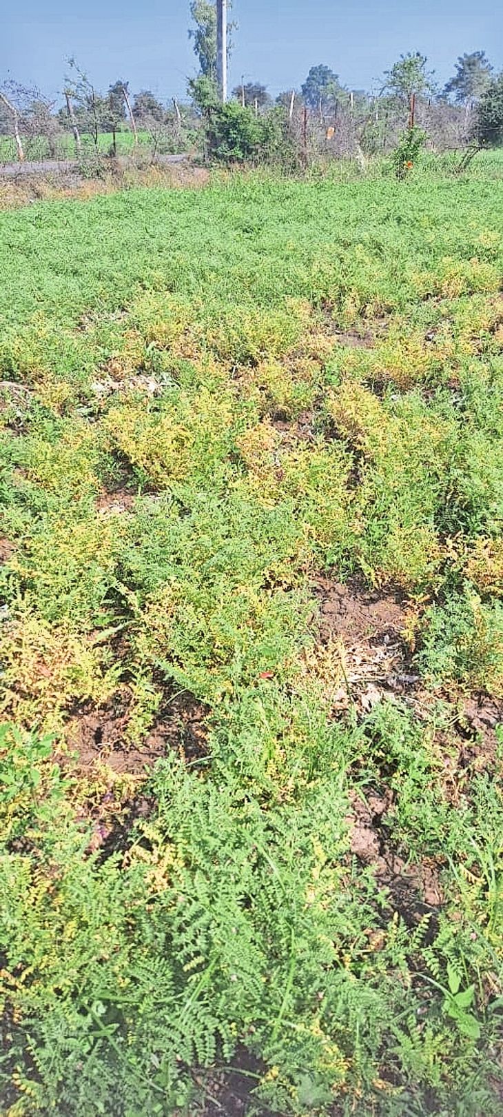 Damage to gram crop due to root borne disease, production will be ...