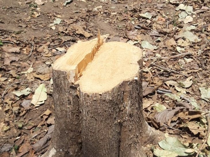Illegal felling found in investigation by CCF flying squad