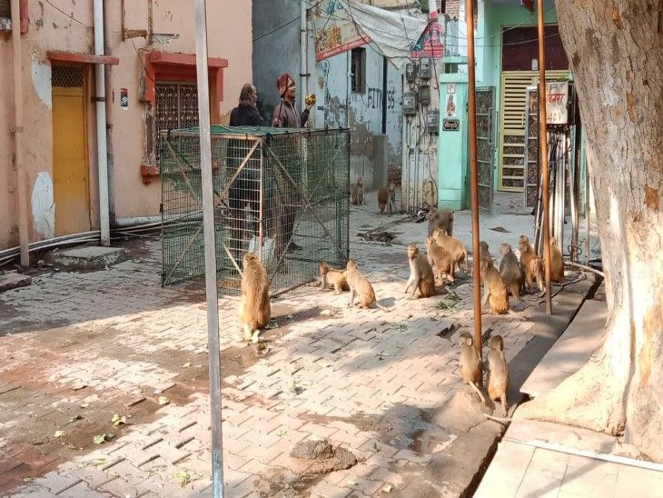 Municipal Corporation started monkey catch campaign | नगर निगम ने शुरू ...