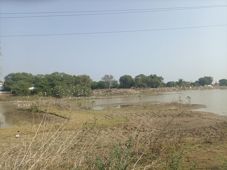 Amazing view seen in Bamulia of Sehore | सीहोर के बामुलिया में दिखा ...