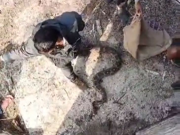 2 pythons entered farmer's house | किसान के घर में घुसे 2 अजगर: वनविभाग ...