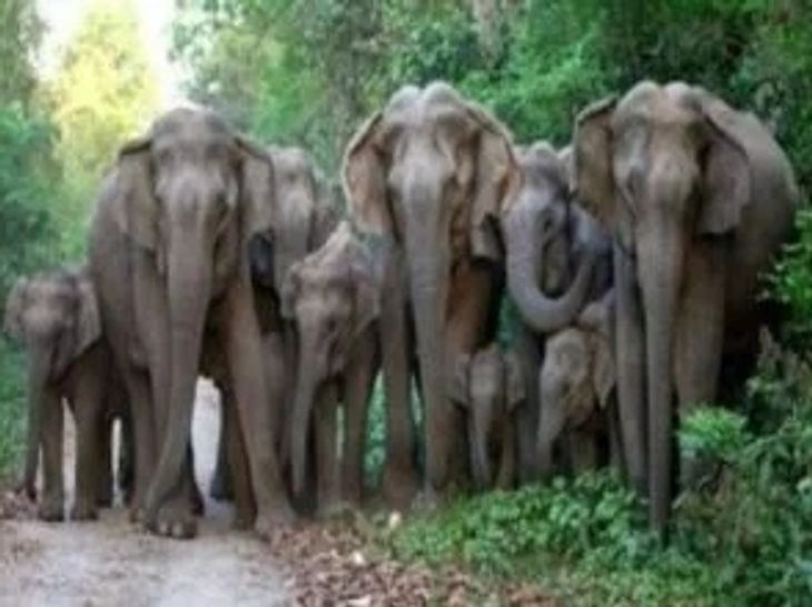 A herd of 40 elephants reached Katarniaghat forest of Bahraich | बहराइच ...
