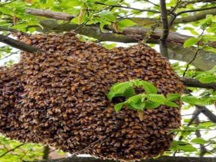 Swarm of bees injured people were seen running to save their lives in ...