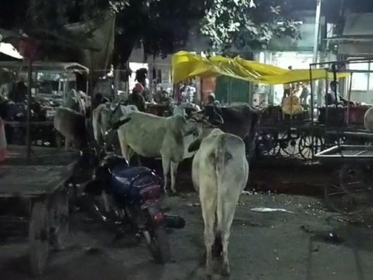 Terror of bulls in Machalpur | माचलपुर में सांड़ों का आतंक: लड़ते हुए ...