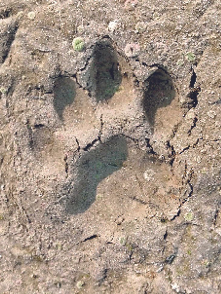 The woman who went to water the fields saw claw marks and feared the ...