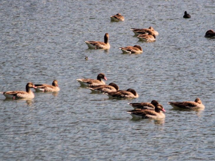 Camp of migratory birds in Aavari Mata pond | आवरी माता तालाब में ...