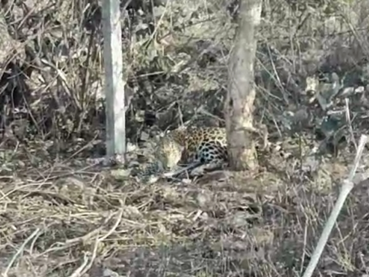 The leopard trapped in the net escaped and ran into the forest | जाल ...