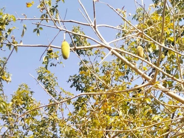 Now the tree scam; Investigation to state level committee | अब पेड़ ...