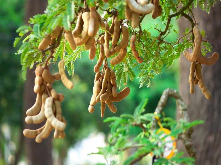 8 tamarind trees of Mandu have gone missing | मांडू की इमली के 8 पेड़ ...