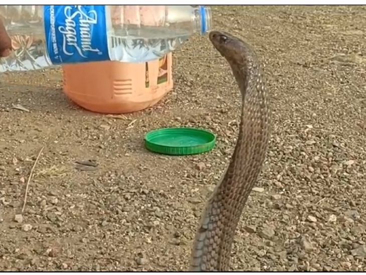 Video: Gave water to a thirsty snake. Video of drinking water from bottle goes viral. The snake ...