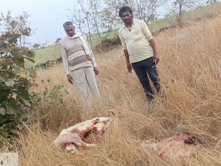 The case of Pabal village in Multai forest area | मुलताई वन परिक्षेत्र ...