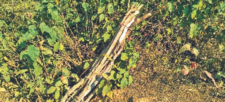 Area of greenery is decreasing due to deforestation, illegal ...