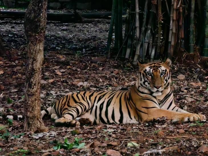 Animal count in Bhopal's Van Vihar rises from 22 | भोपाल के वन विहार ...