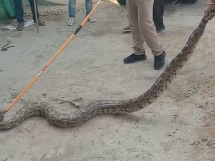 13 feet python found in Bhadohi | भदोही में निकला 13 फीट का अजगर ...
