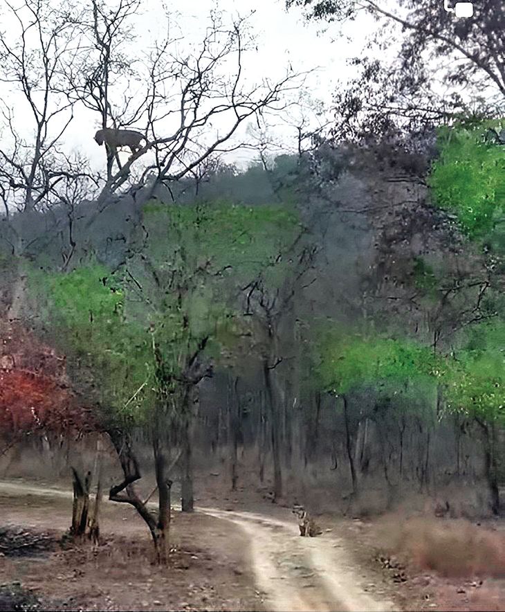 Encountered with a tiger in Panna Tiger Reserve, the leopard got scared ...