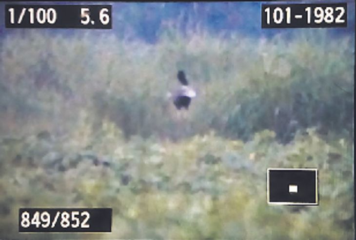 Phooliakhurd Beedghas will become a shelter and breeding center for ...