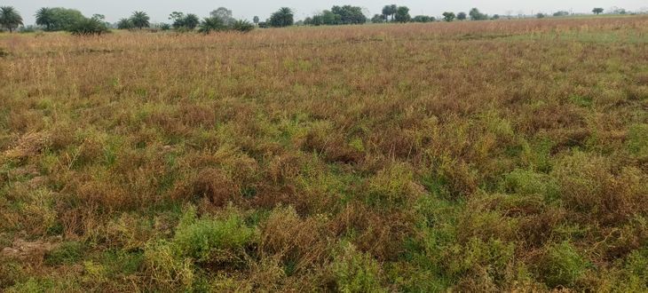 Lentil crop ruined due to rain due to blight disease | बारिश से मसूर की ...