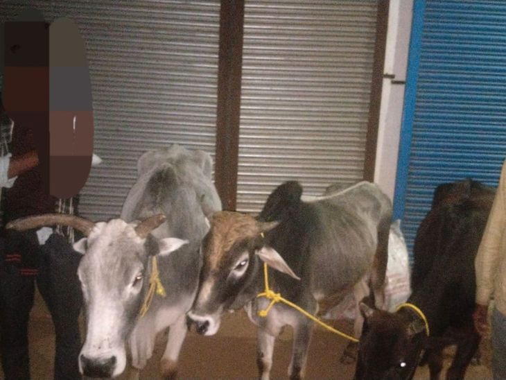 Illegal transportation of cattle was taking place, Palari police raided, 12 cattle seized ...