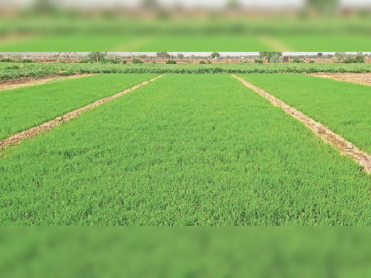 Paddy will be sown for the first time in Zaid crop, farmers' profits ...