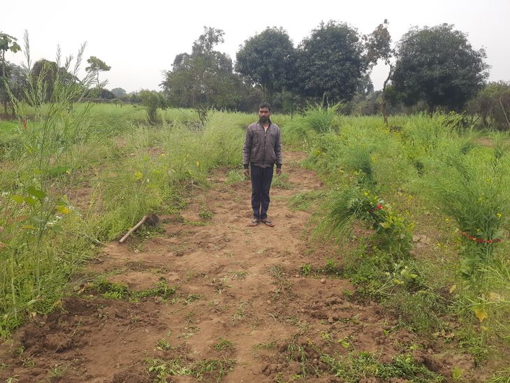 Three elephants trampled potato crops in the field | तीन हाथियों ने खेत ...