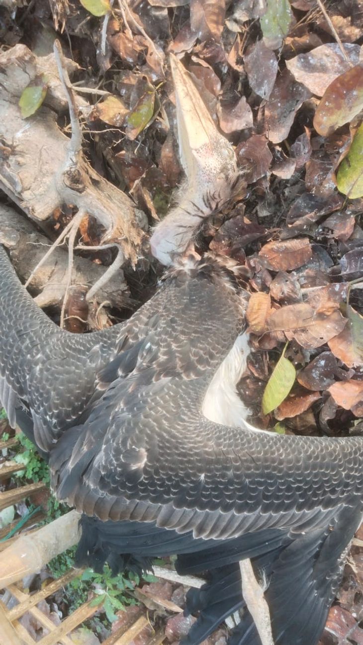 Garud died after falling from a tree in Kadwa Ashram Tola.