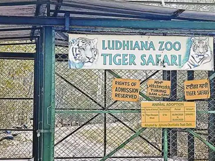Punjab Ludhiana Tiger Safari News Guest Pair Leopards, Tigers Welcome ...