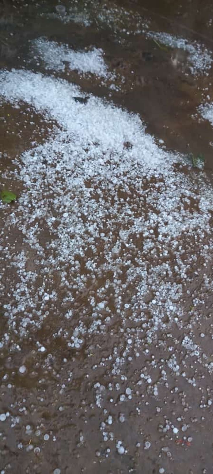 Damage to 80 percent ripe crops, color of wheat grains spoiled, Rs. 300 ...