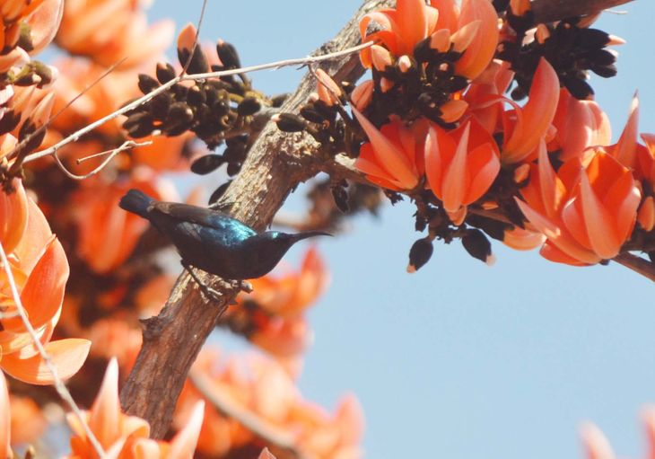 Spring of Tesu; Colorful flowers started appearing on trees | टेसू की ...