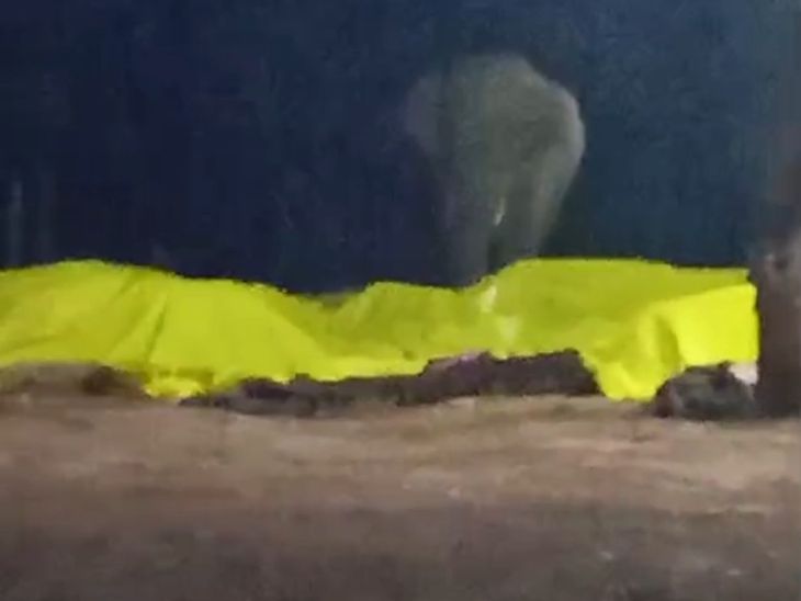 Elephant seen for the third time in Chachiya paddy procurement center ...