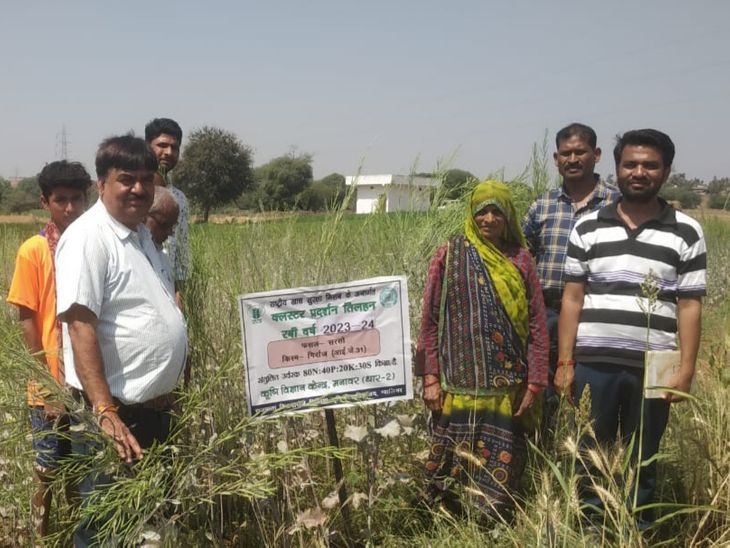 Information given about the improved seal variety of mustard at Manawar ...