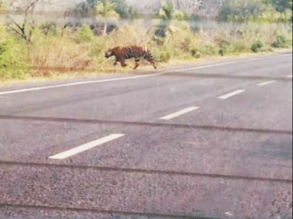 Continuous movement of tiger in Raisen, female tiger was seen crossing ...