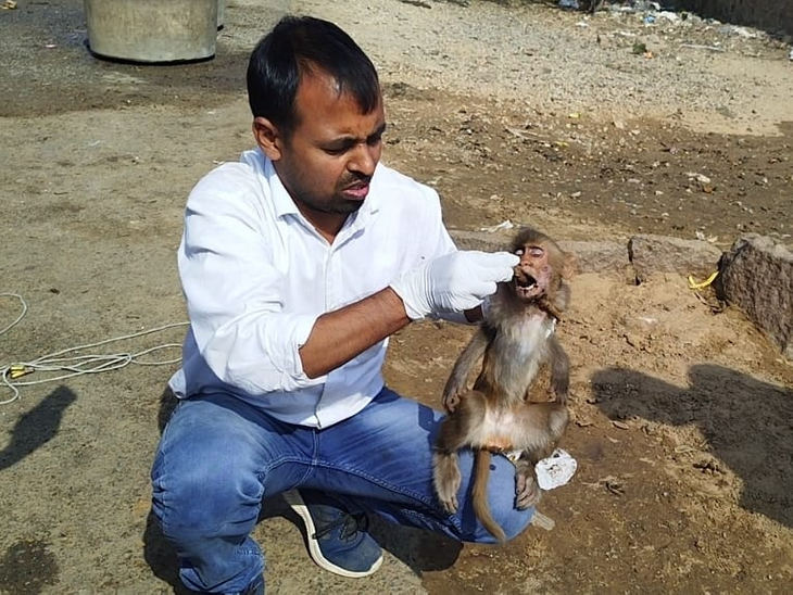 Govind of Rajasthan became a balm for the pain of wildlife. | जान पर ...