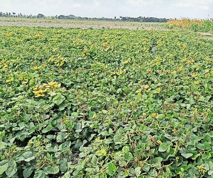 Sow summer moong by the end of March at any cost: Agricultural ...