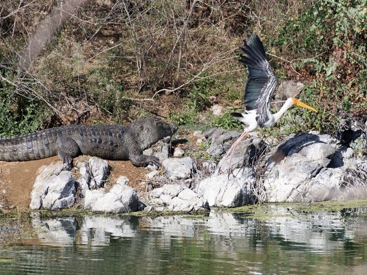 Saw eight crocodiles together during eco trail, On World Wildlife Day ...