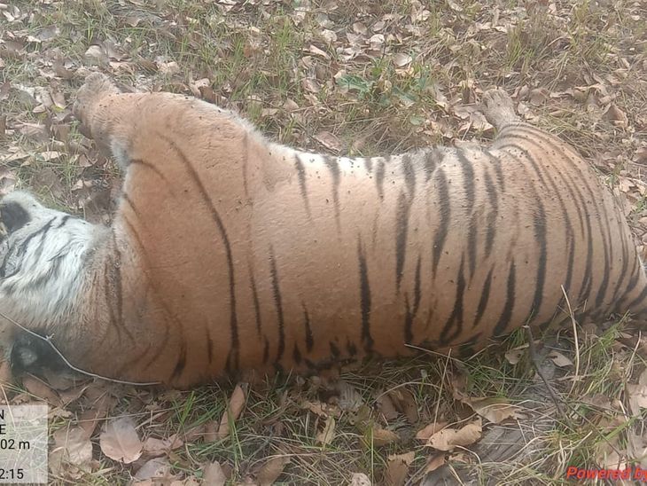 Tiger injured in mutual conflict dies | आपसी संघर्ष में घायल बाघ की मौत ...
