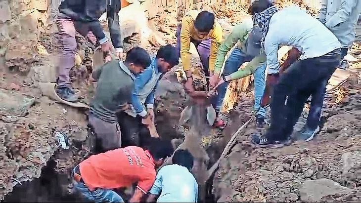 People pulled out the cow that had fallen into the drain with great ...