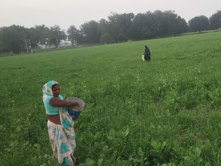 Do final top dressing in wheat fields | गेहूं के खेतों में कर ले अंतिम ...