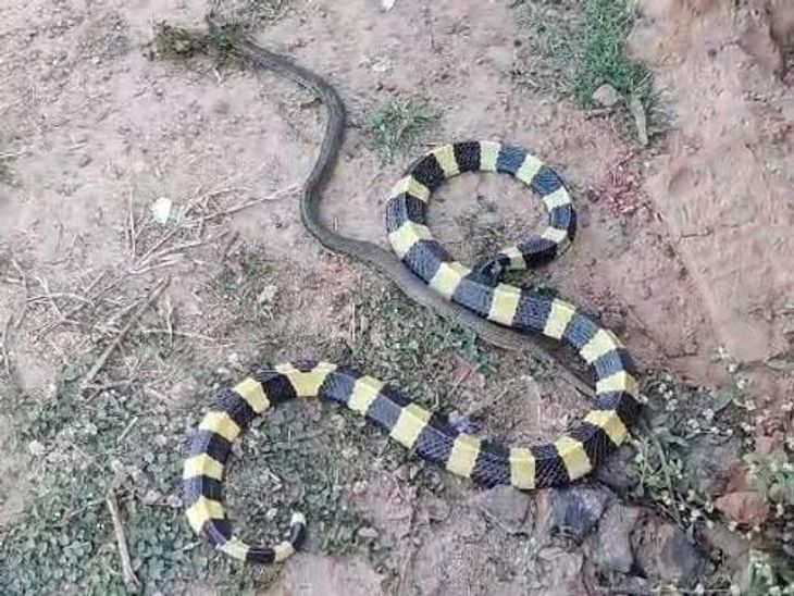 Ahiraj snake entered the house on day of Mahashivratri in Korba | कोरबा ...