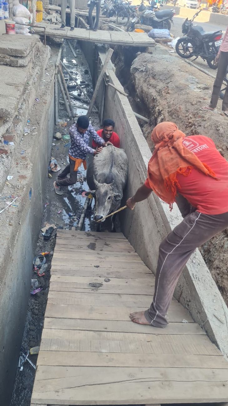 Cow fell into the drain, people pulled it out after a lot of effort ...