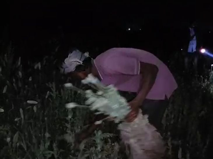 Maihar is becoming a flying Punjab: After Amarpatan, opium cultivation ...